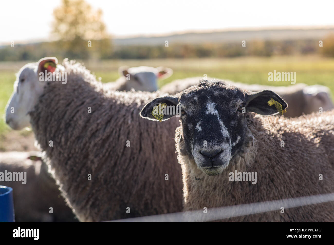 Sheep with serial numbers in their ears standing on a field at a late ...