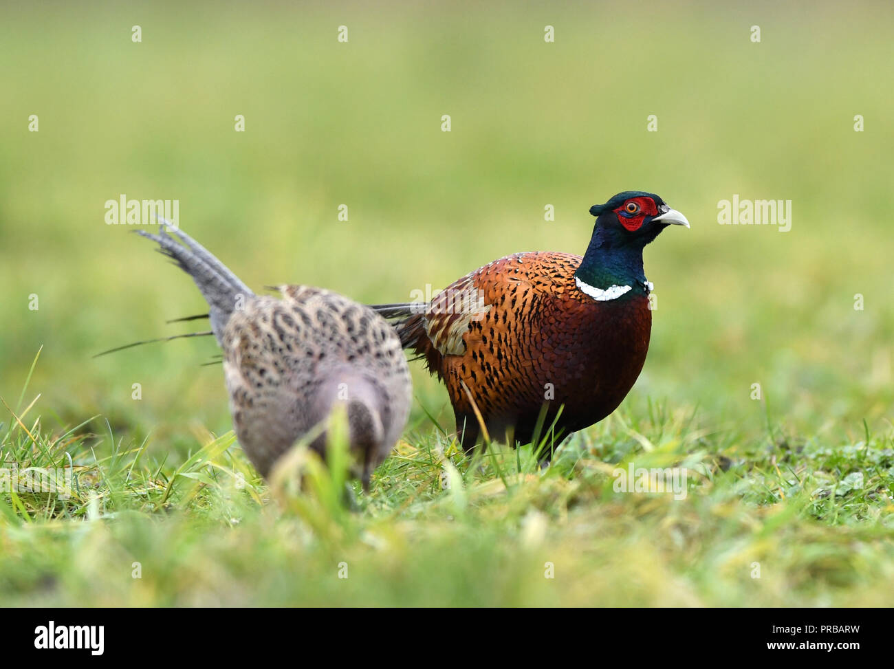 Male female pheasant mating hi-res stock photography and images - Alamy