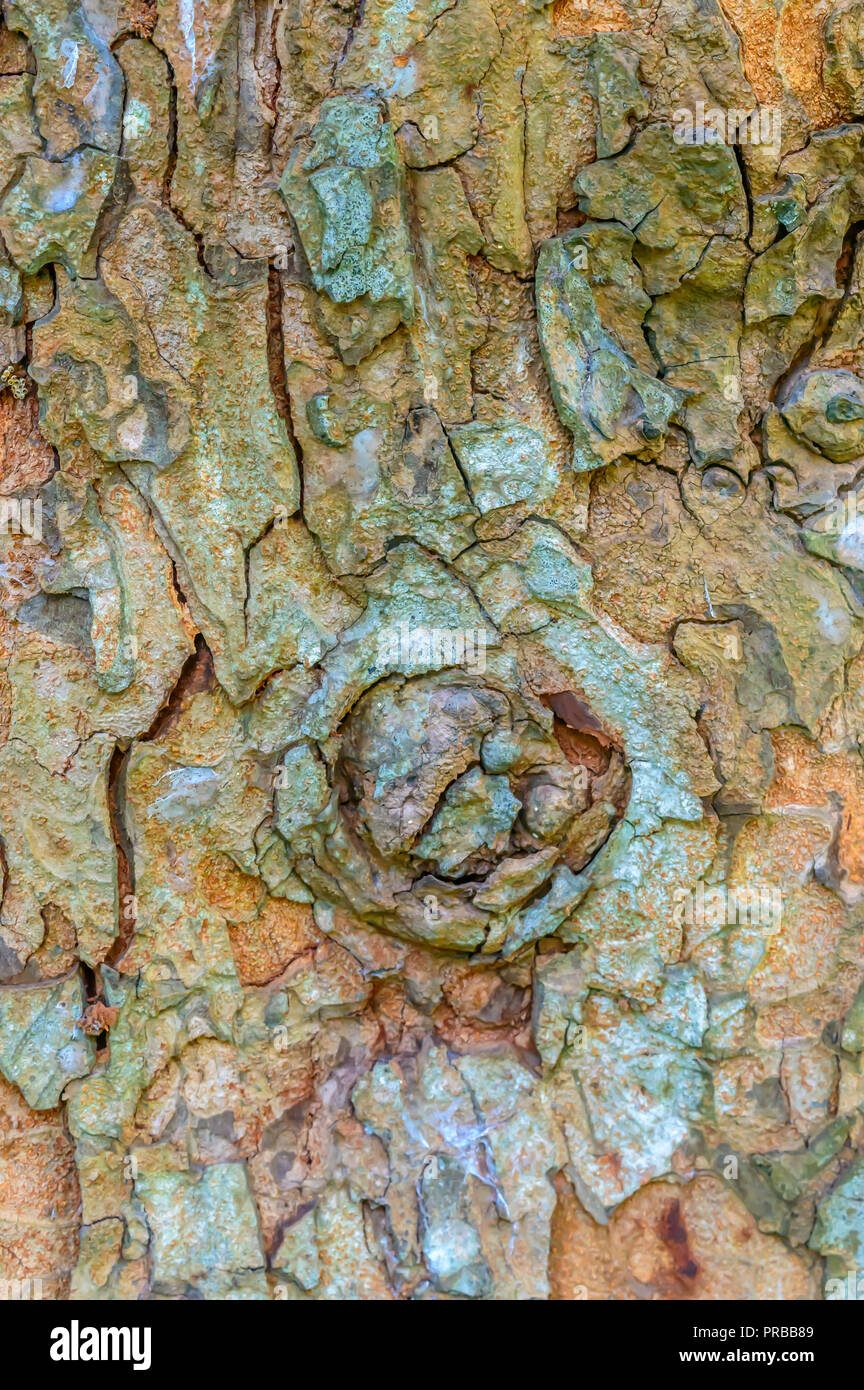 Texture shot of brown tree bark, filling the frame, natural background ...