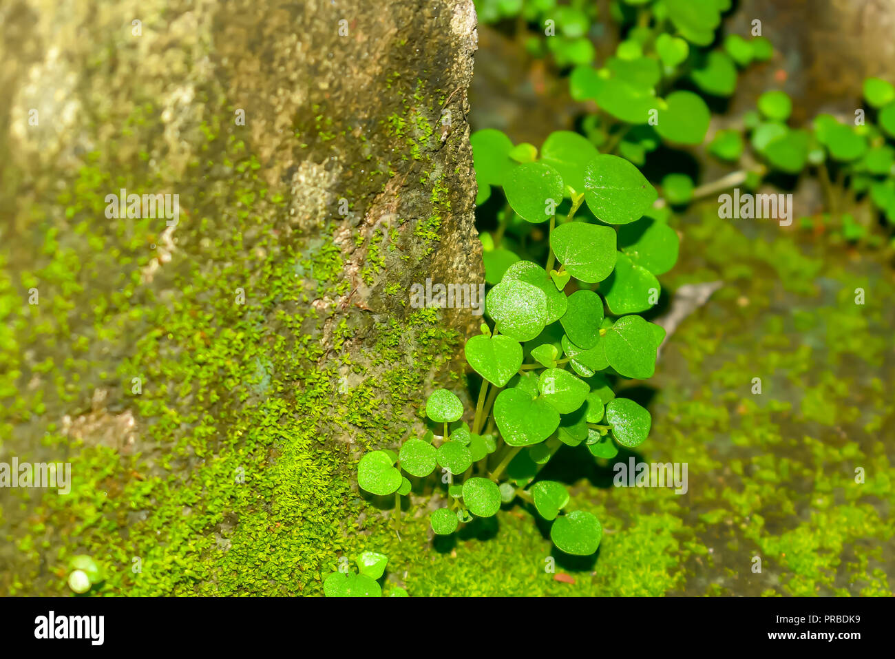 Little tree growing conceptual hi-res stock photography and images - Alamy