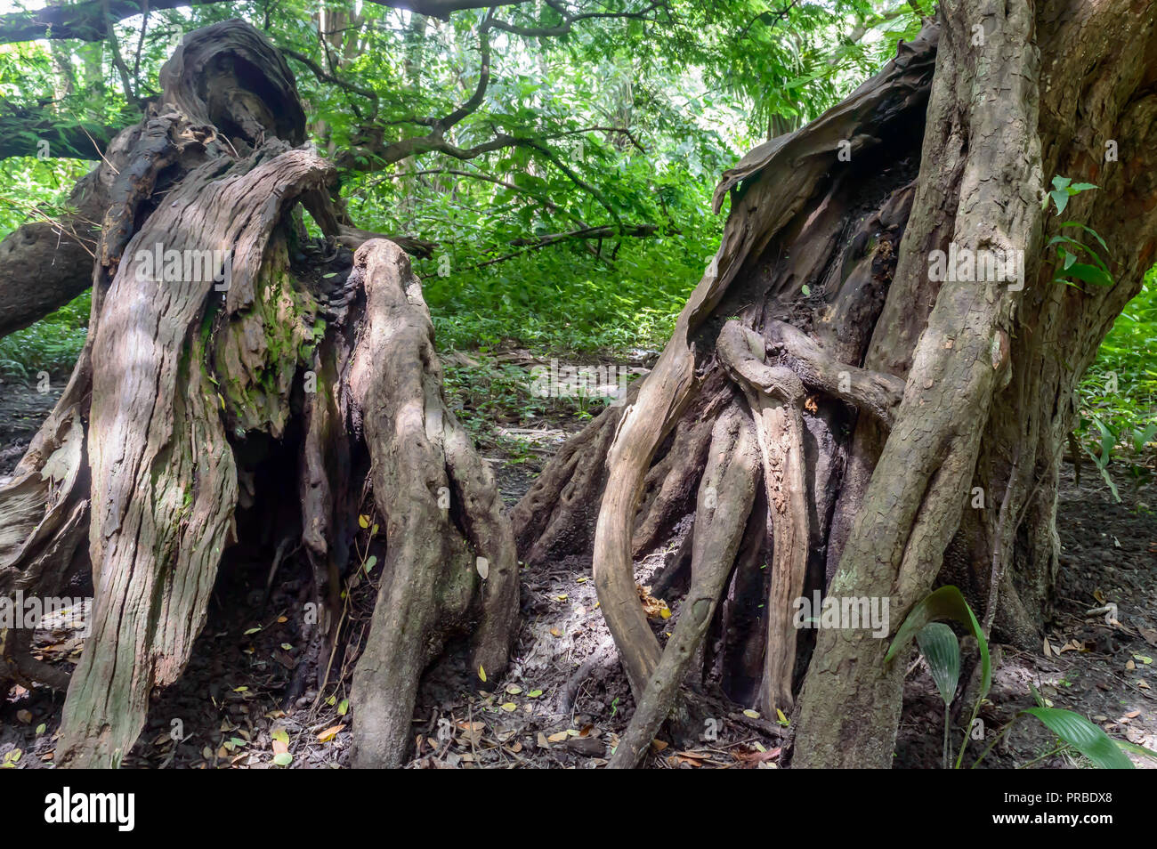 The root of the tree in the forest. Big old tree trunk Stock Photo - Alamy