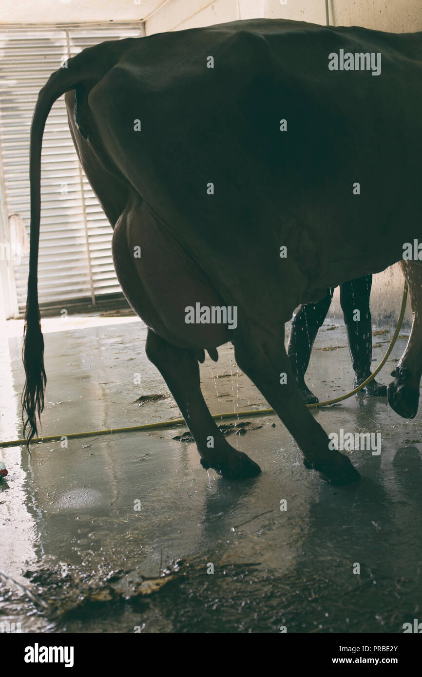 Leg washing hi-res stock photography and images - Alamy