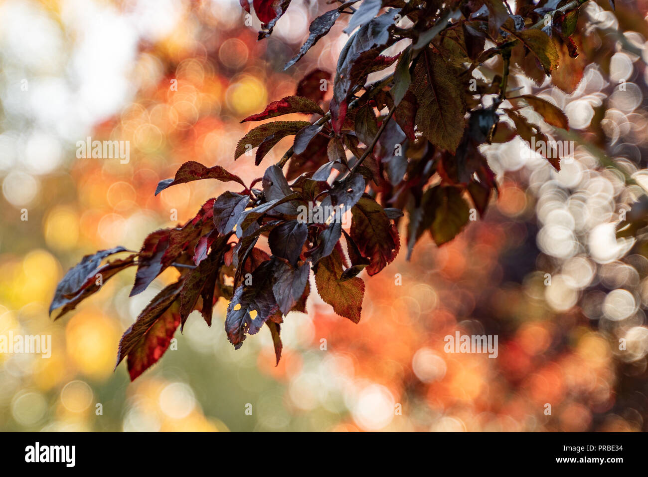Early Autumn morning in the famous village of Haworth in West Yorkshire ...