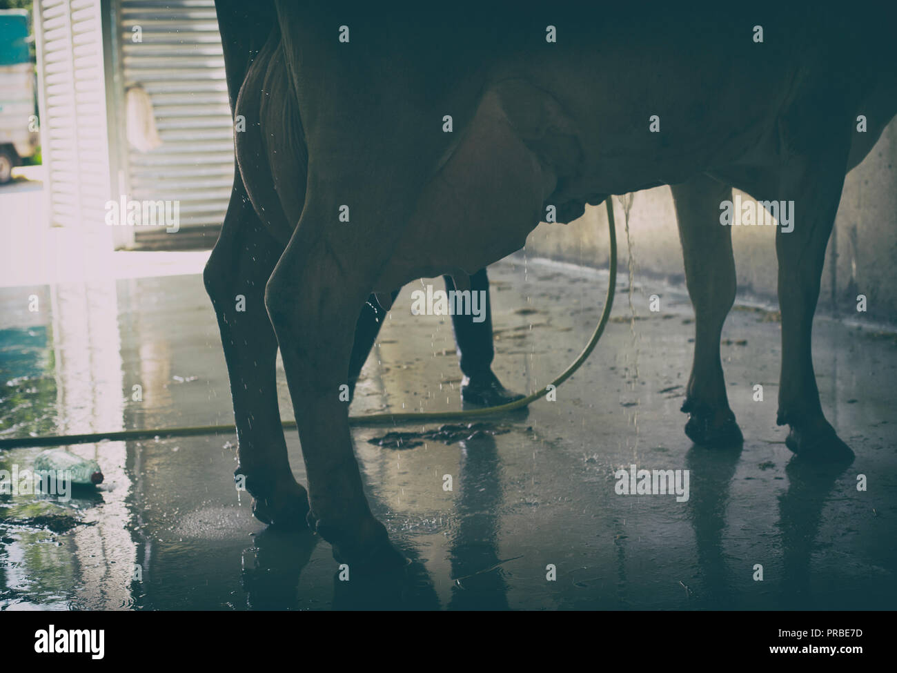 Washing a cow Stock Photo - Alamy
