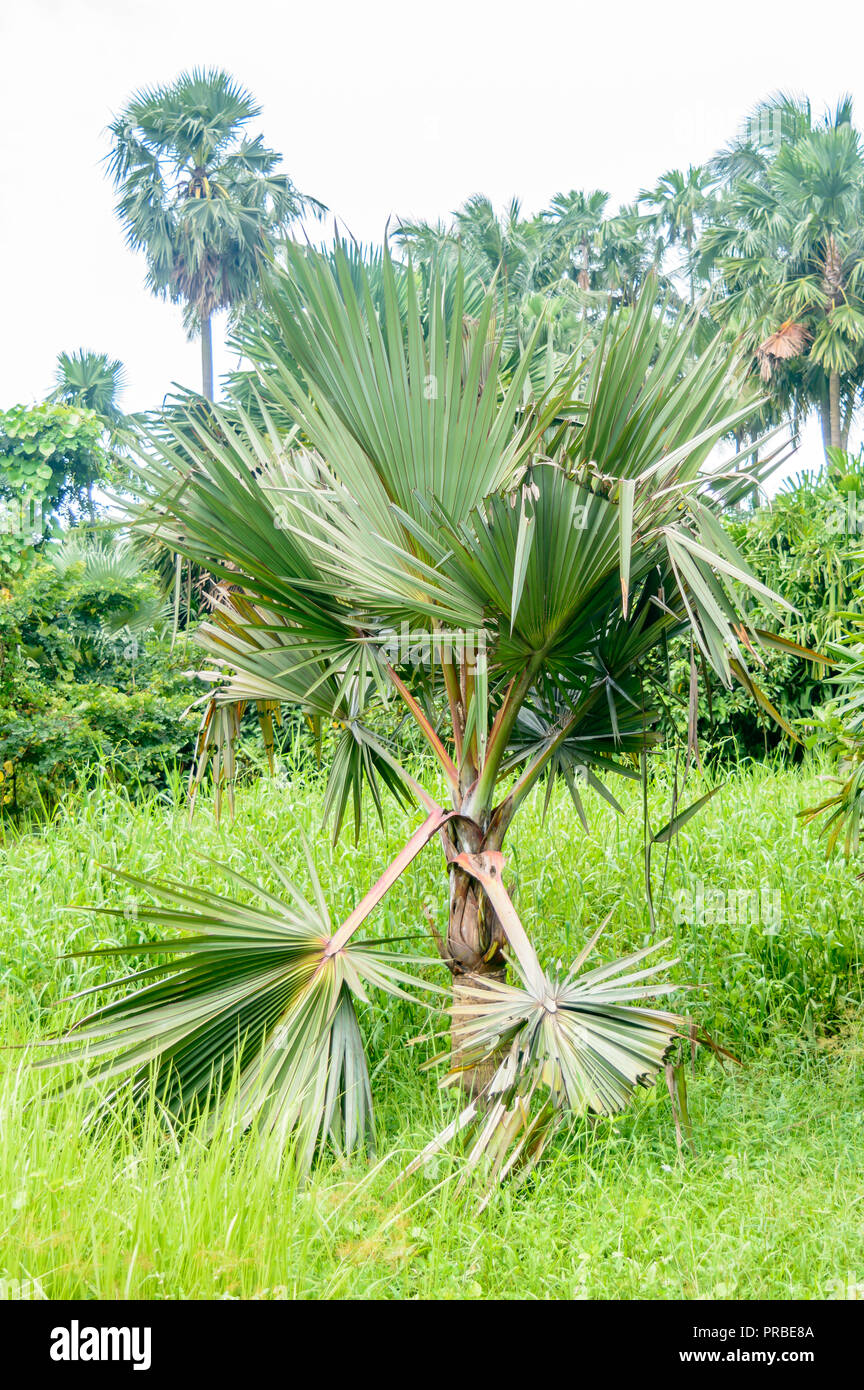 beautiful palm tree and its leaves of in sunlight Stock Photo - Alamy