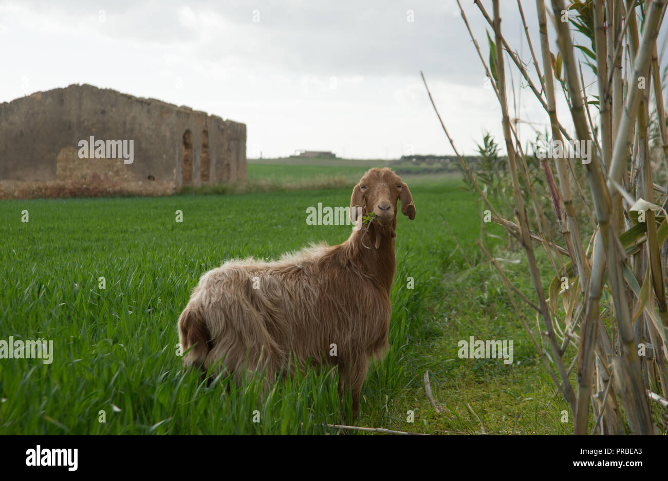 Lost sheep hi-res stock photography and images - Alamy
