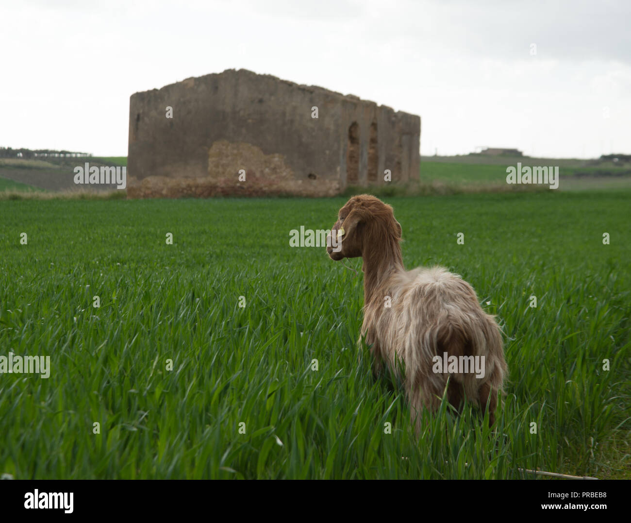 Lost sheep in green field with old farmhouse on background Stock Photo ...