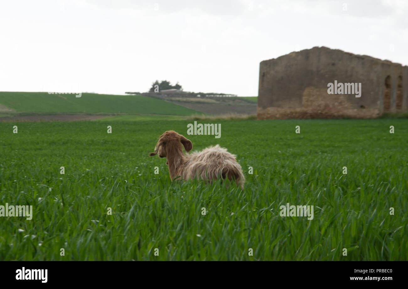Lost sheep hi-res stock photography and images - Alamy