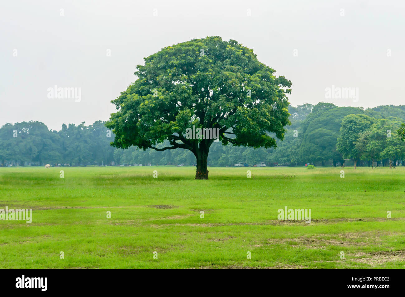 Tall Oak Tree High Resolution Stock Photography and Images - Alamy