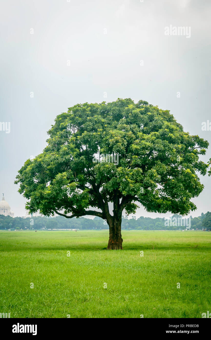Old oak tree on meadows. A field on which grows one beautiful tall oak ...