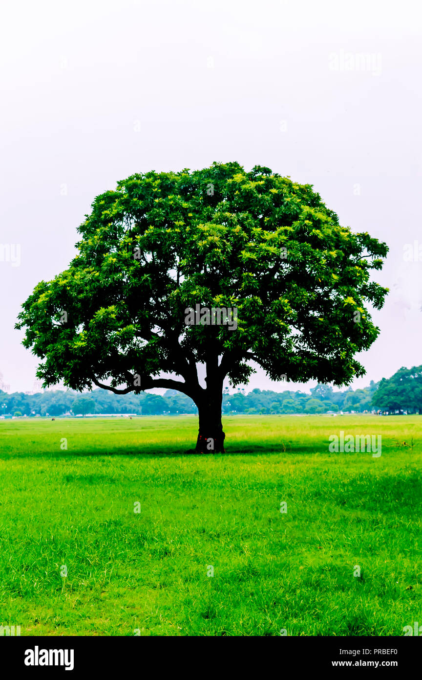 Beautiful Oak Tree Photography