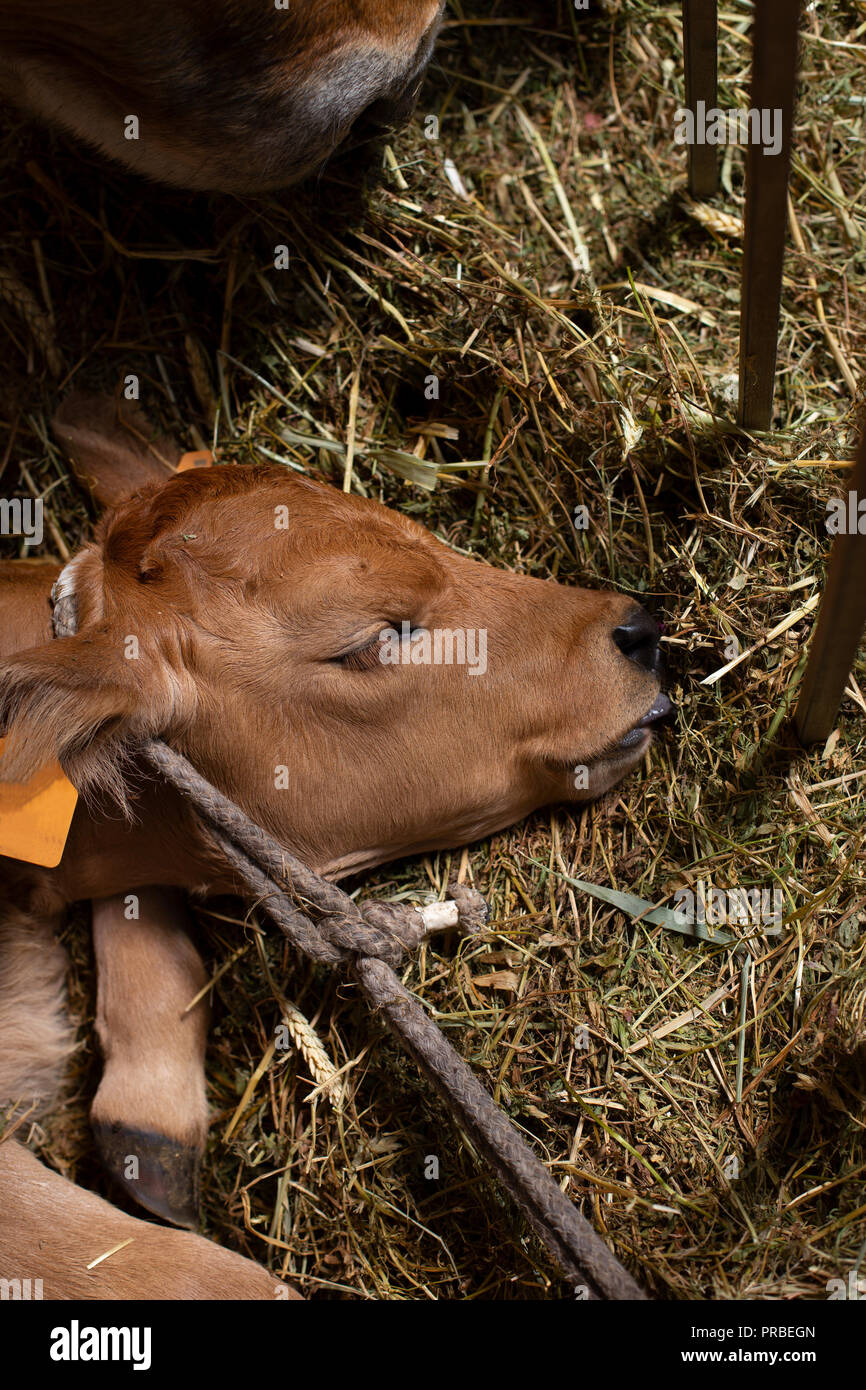 Calf tongue hi-res stock photography and images - Alamy