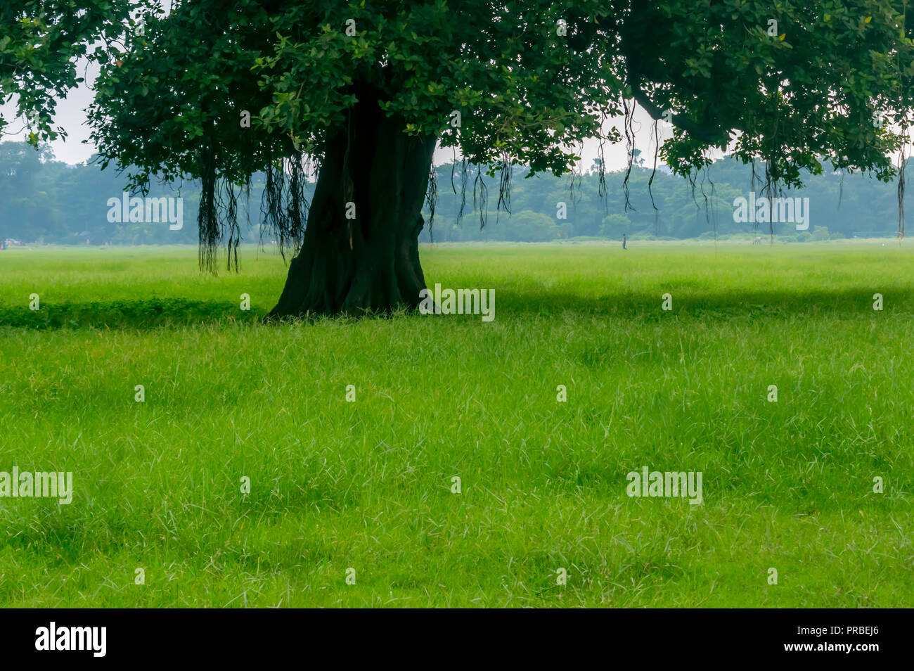 Old oak tree on meadows. A field on which grows one beautiful tall oak ...
