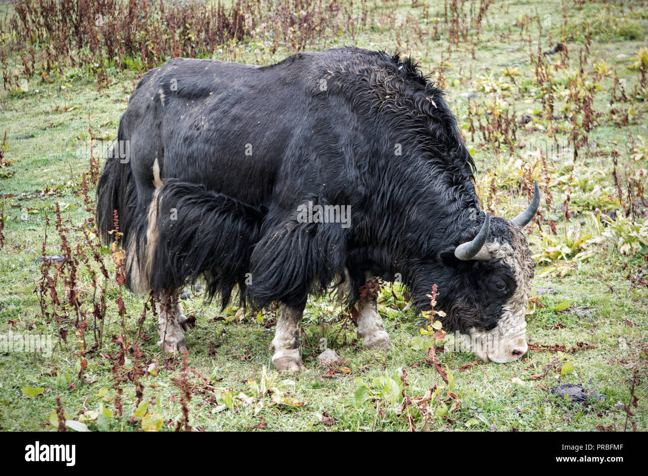 Bhutanese yak hi-res stock photography and images - Alamy