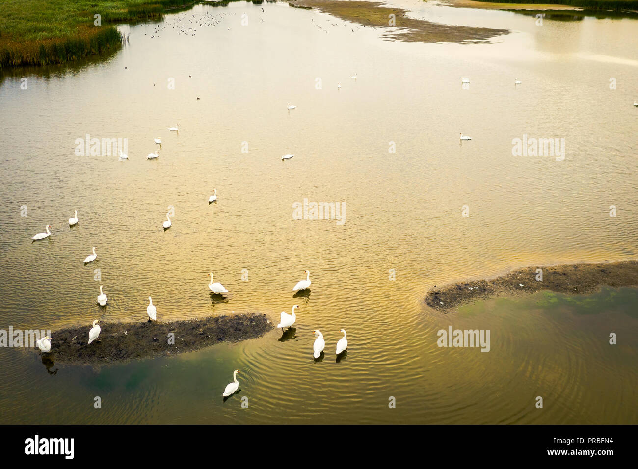 Top down view bird hi-res stock photography and images - Alamy