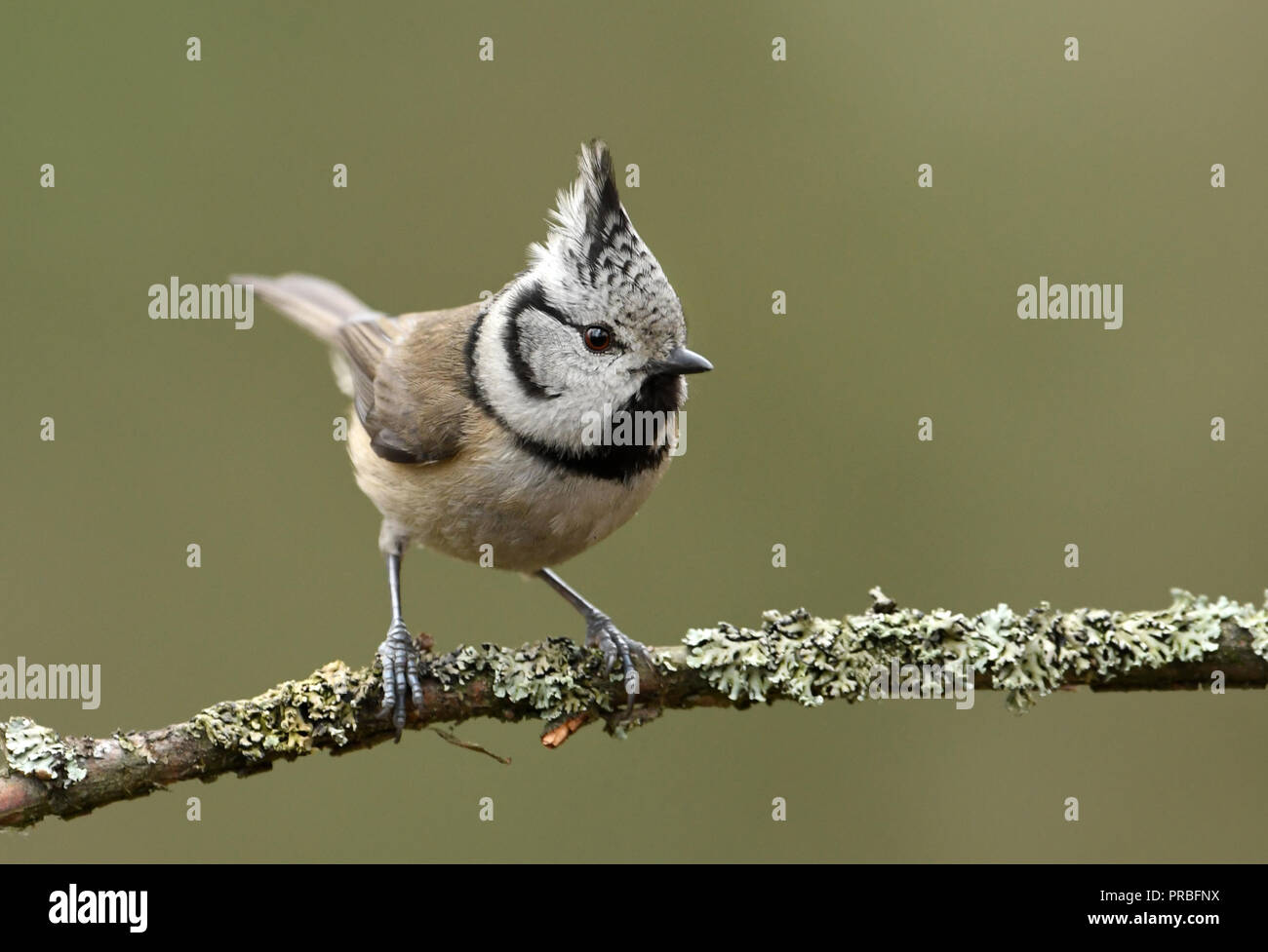 Crested Tit (Lophophanes cristatus Stock Photo - Alamy