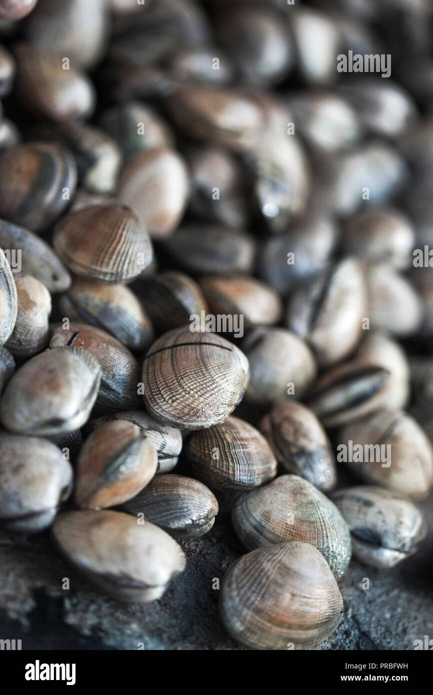 Fresh clams on fishing hi-res stock photography and images - Alamy