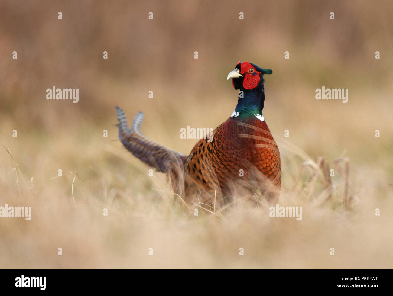Ringneck pheasant pheasant hi-res stock photography and images - Alamy