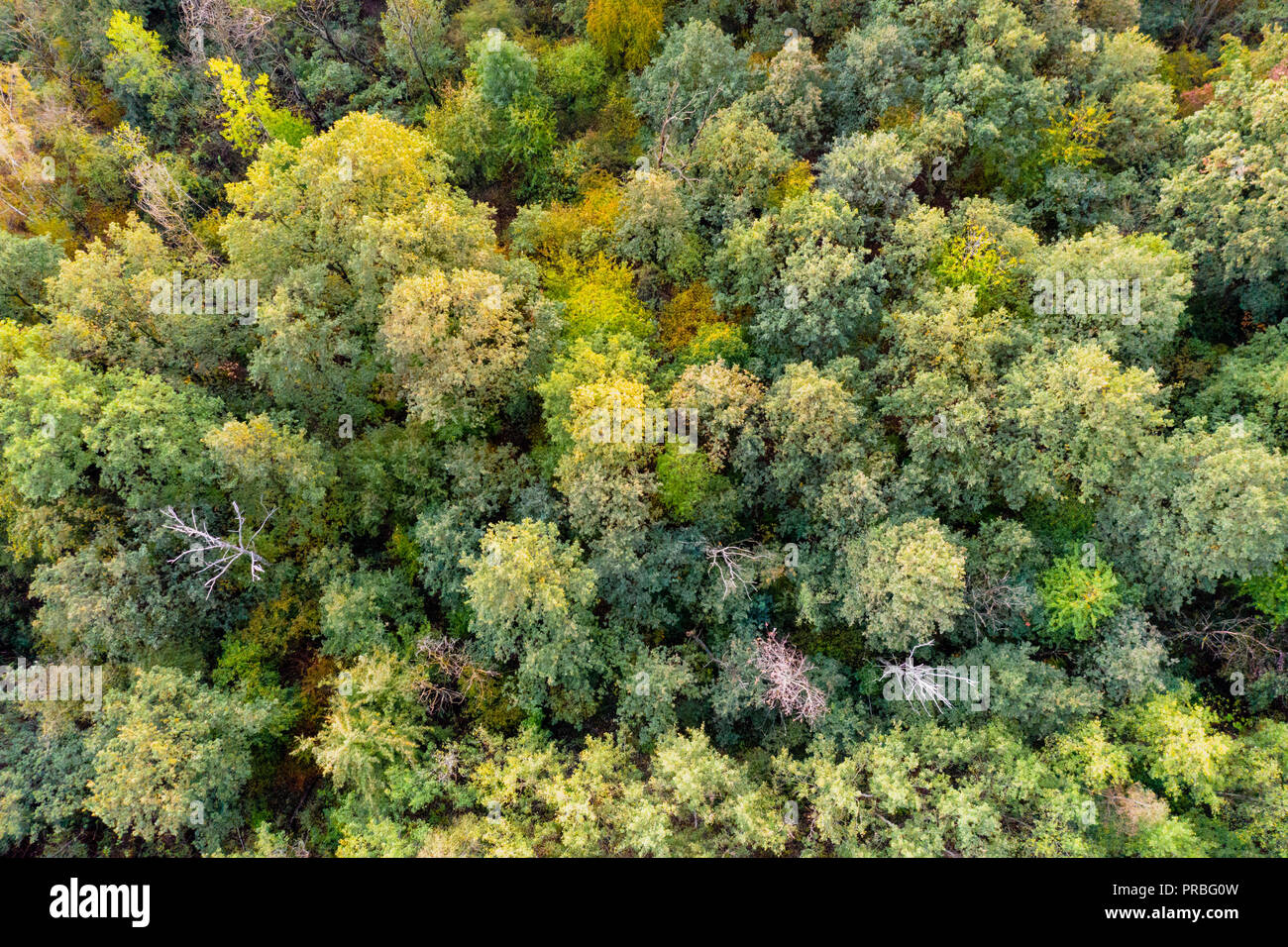 Aerial top down beautiful trees hi-res stock photography and images - Alamy