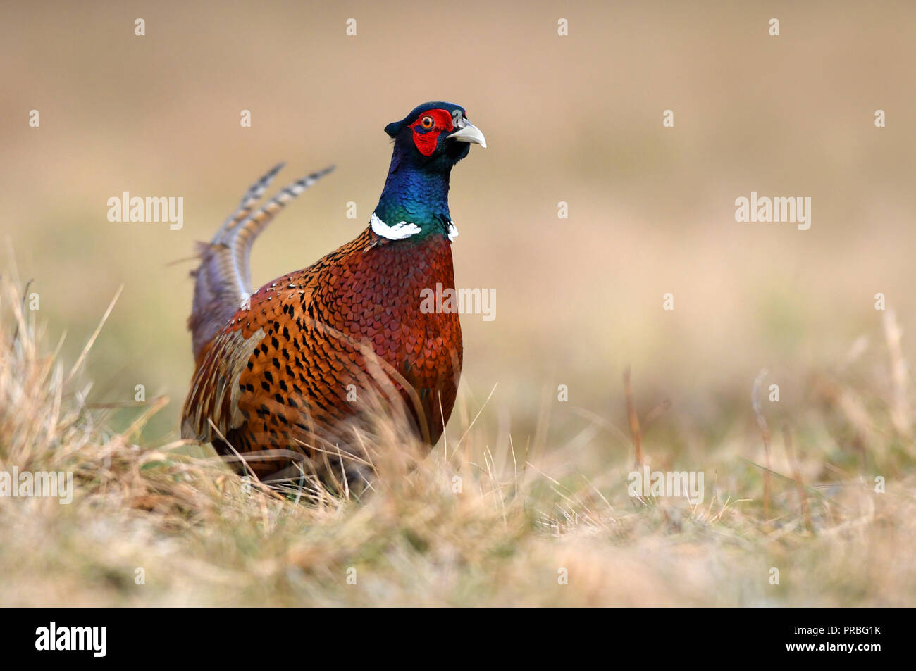 Ringneck Pheasant Pheasant High Resolution Stock Photography and Images ...