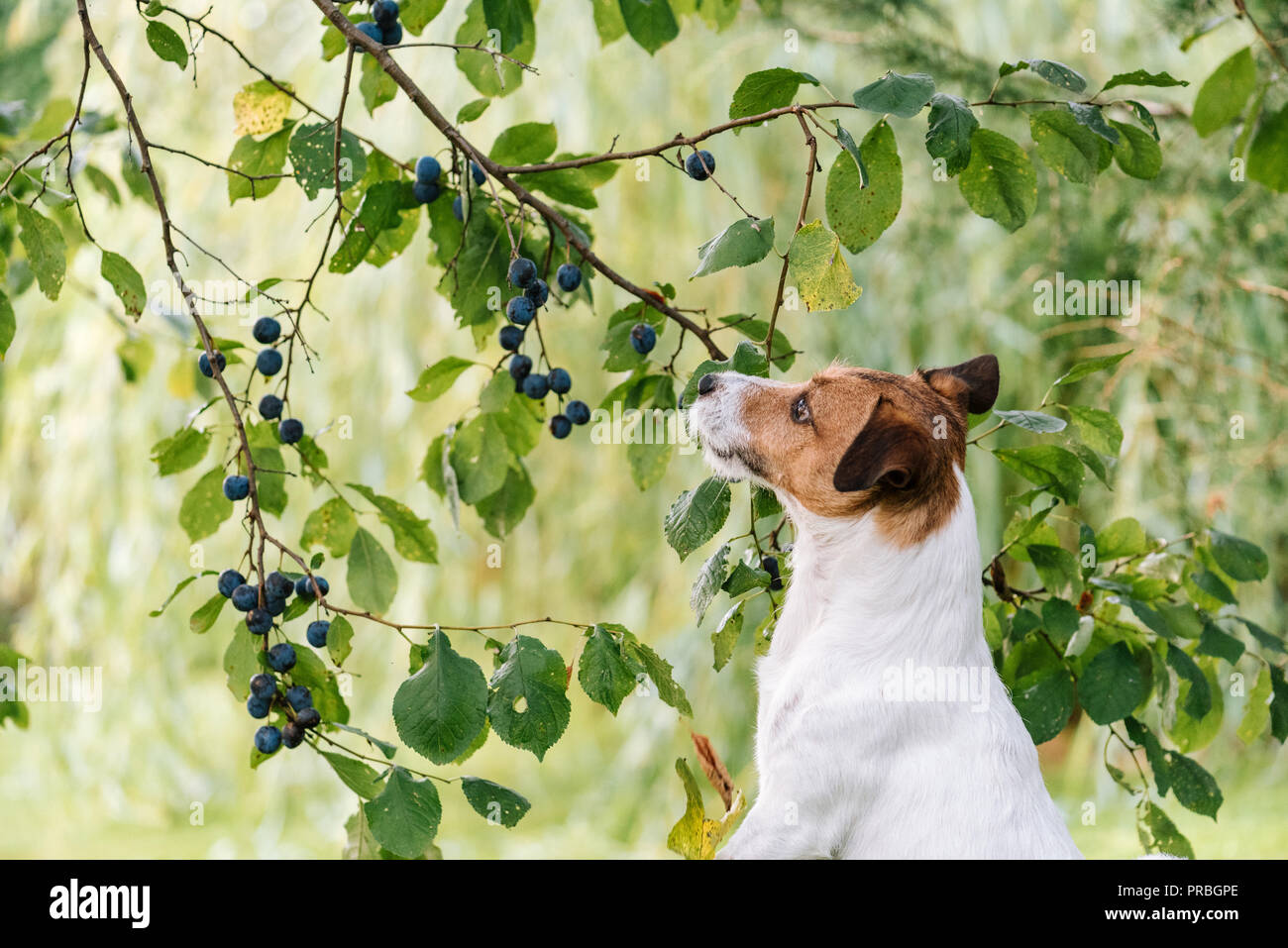 Animal eating fruit from tree hi-res stock photography and images - Alamy
