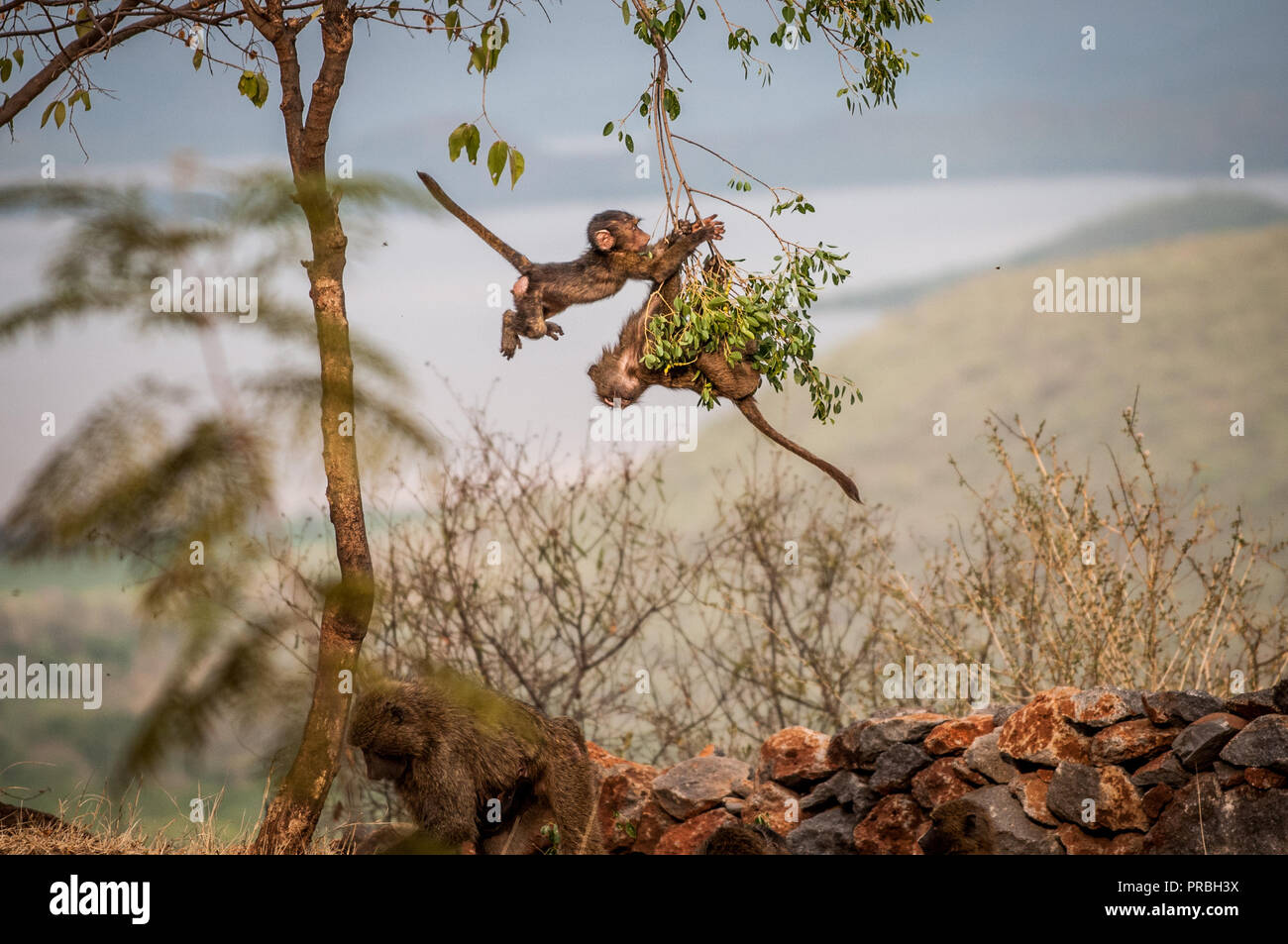 Group of wild monkeys in trees hi-res stock photography and images - Alamy