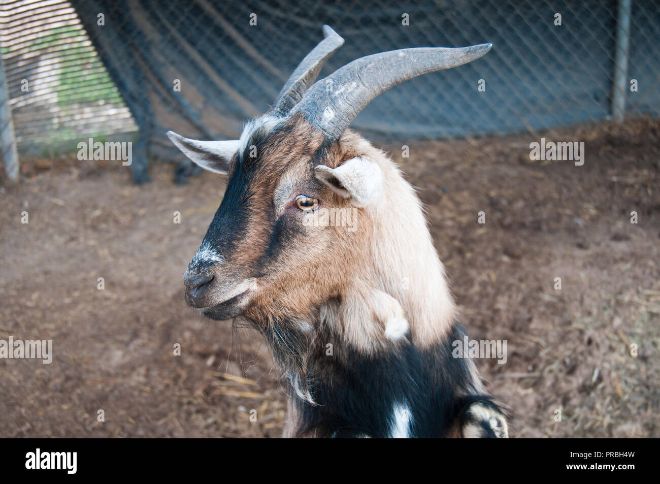 Goat in a farm, Mexicali BC Mexico Stock Photo - Alamy