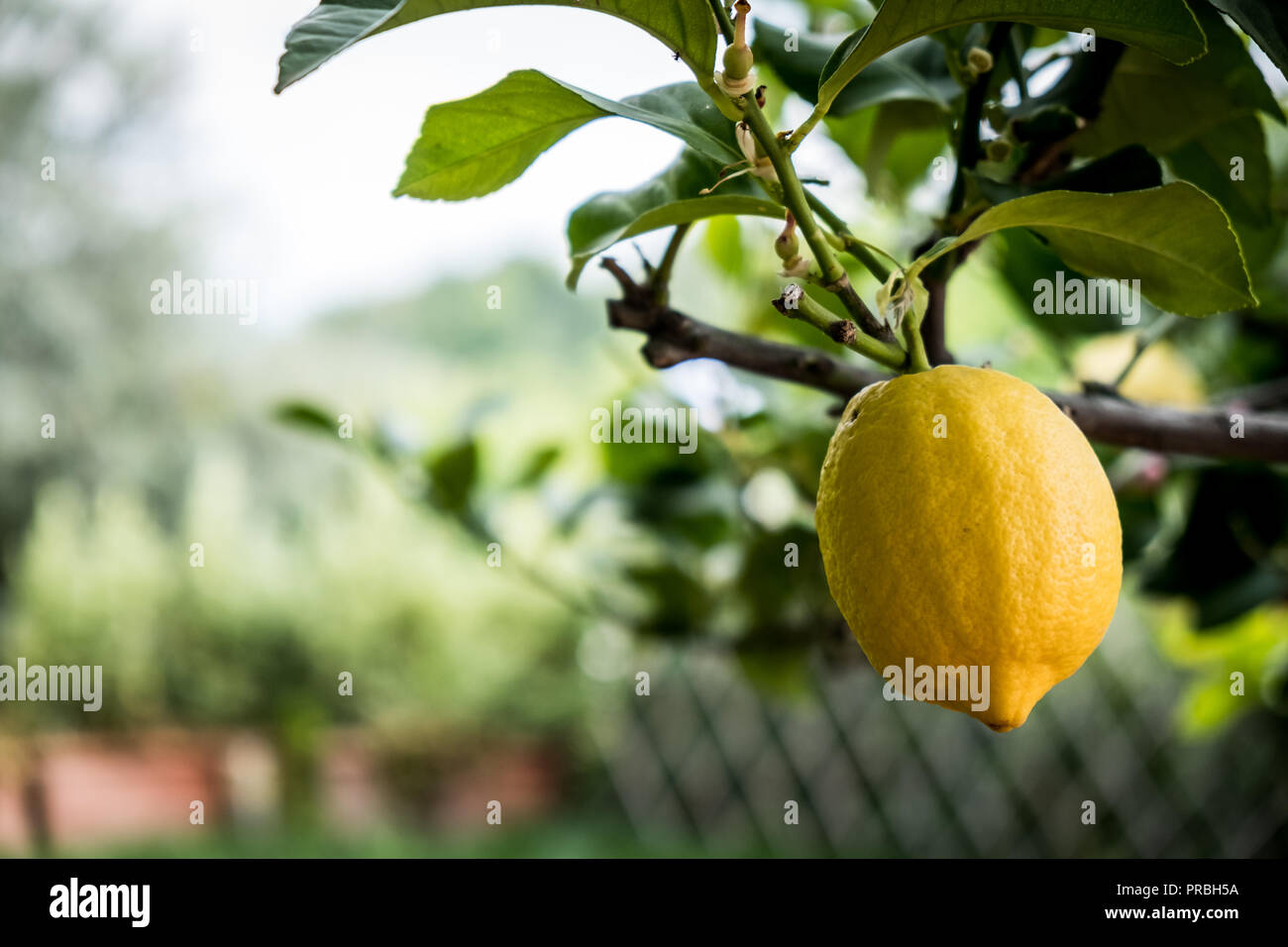 Lemon tree with a fruit Stock Photo - Alamy
