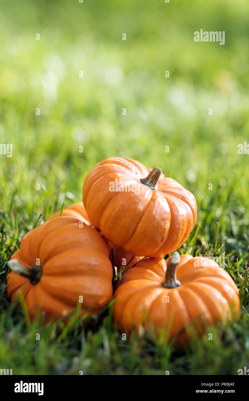 Row pumpkins hi-res stock photography and images - Alamy
