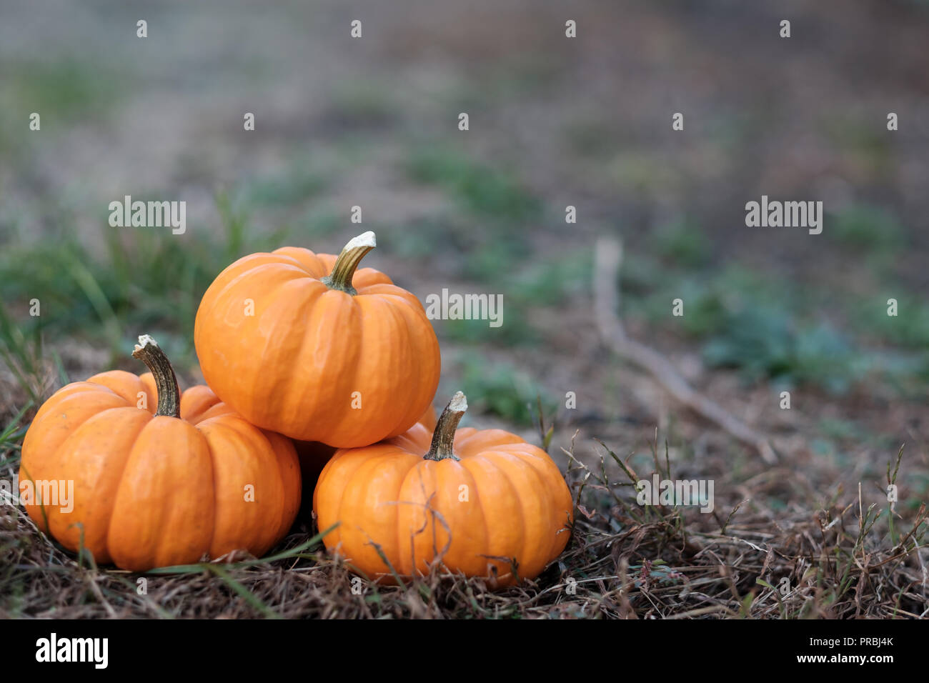 Three pumpkins in the field Stock Photo - Alamy