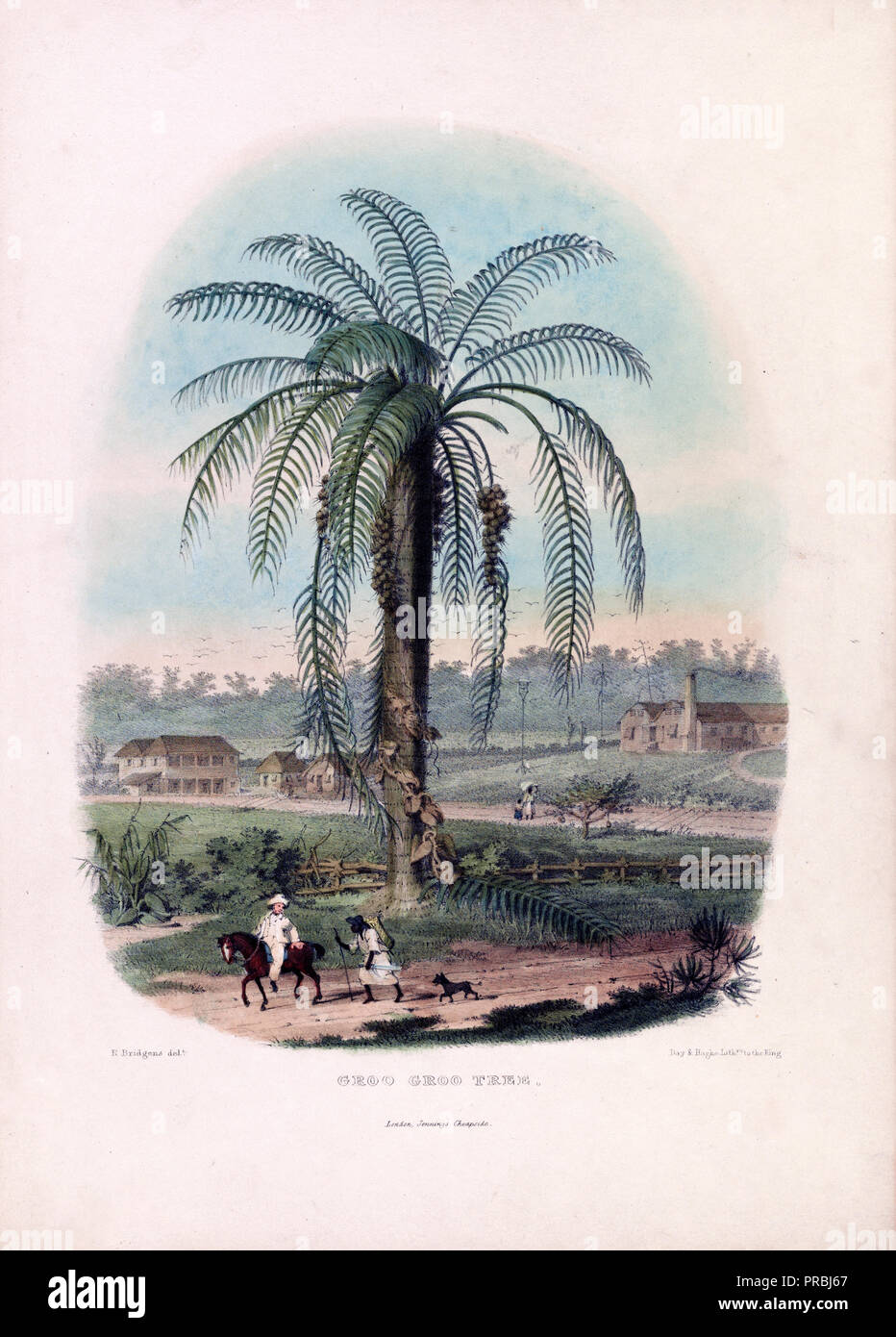 Groo groo tree hi-res stock photography and images - Alamy