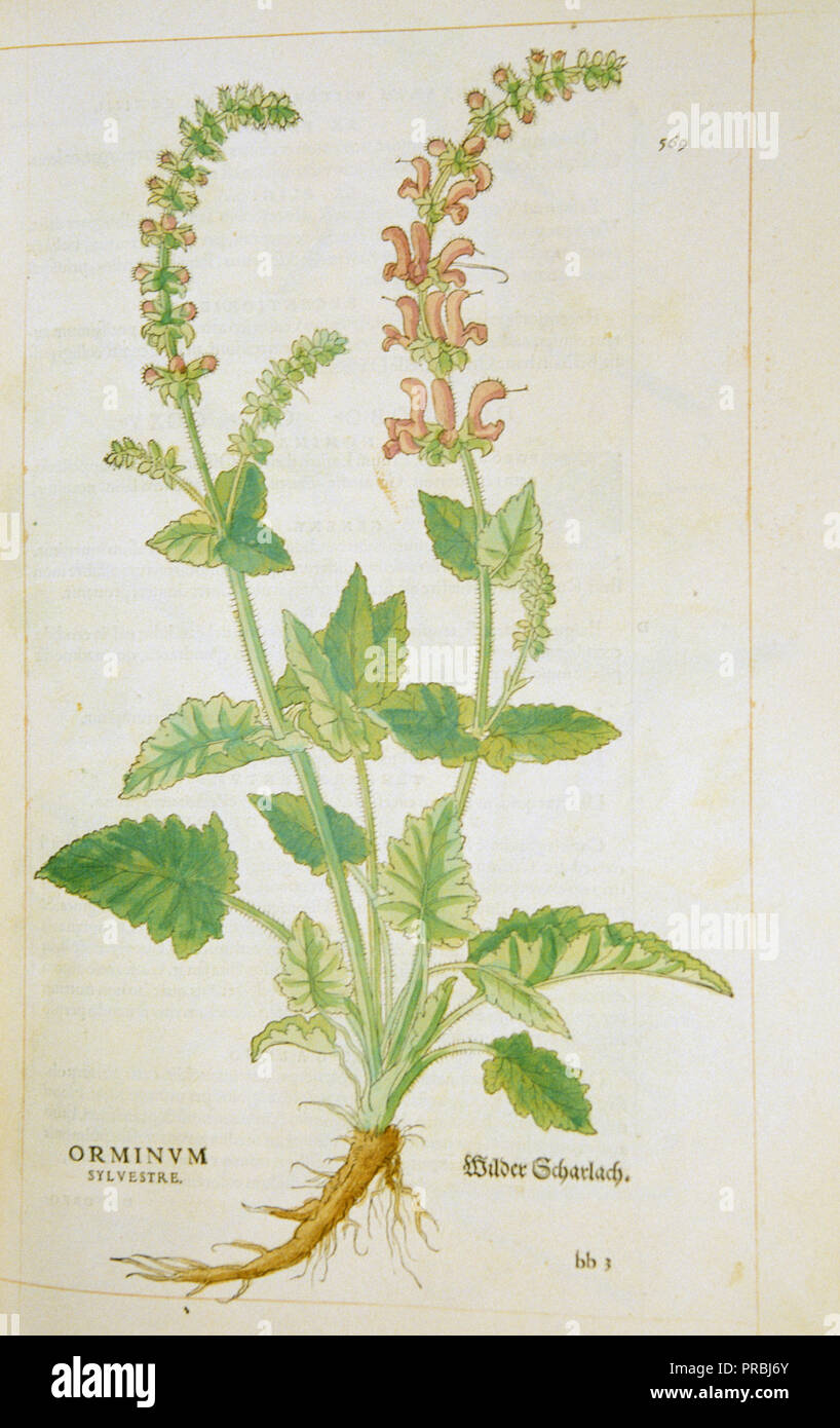 1500s plant drawings hi-res stock photography and images - Alamy
