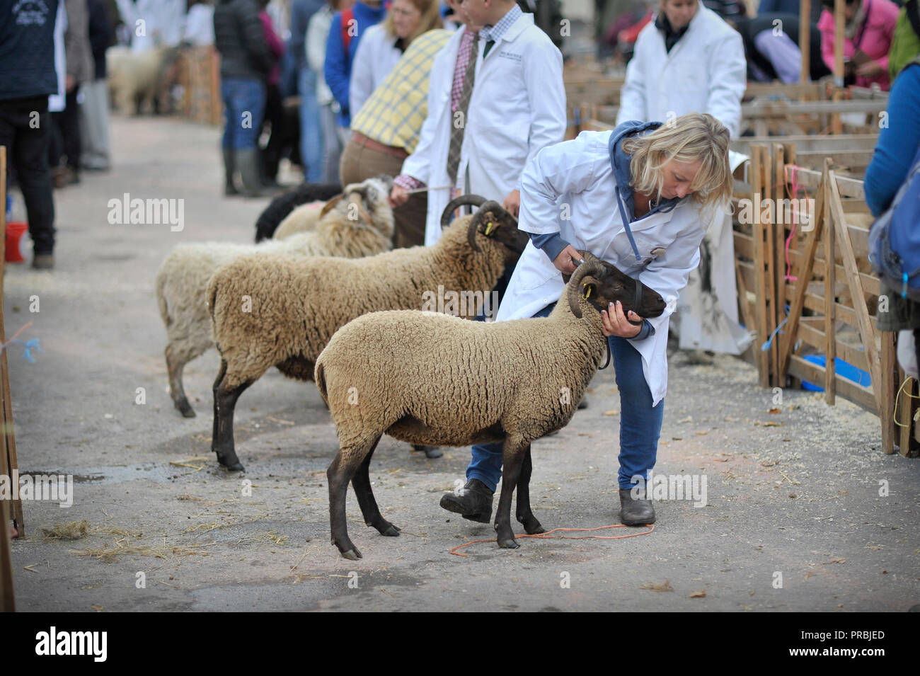 Masham Sheep Fair Yorkshire England UK Stock Photo - Alamy