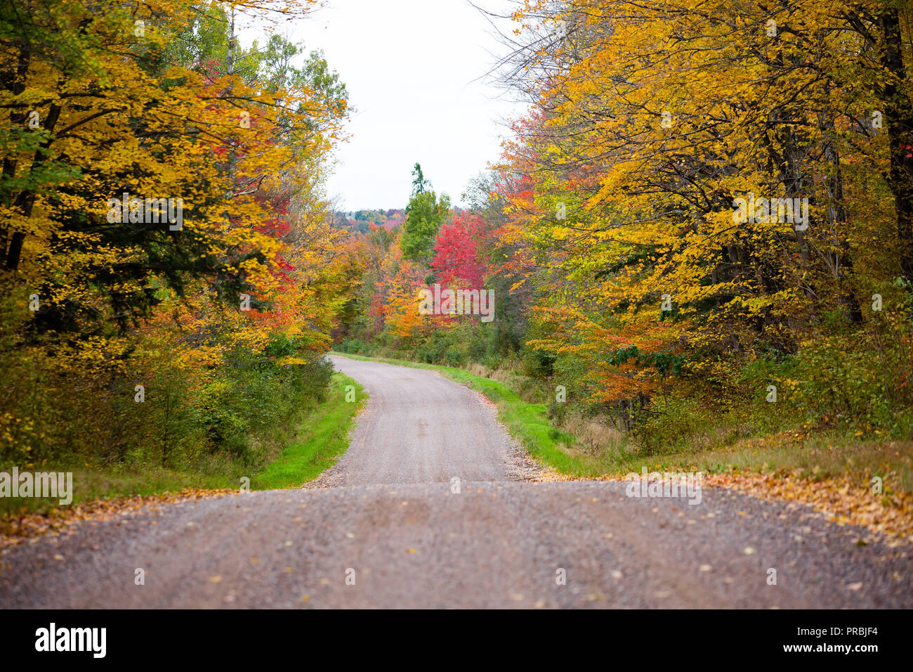 Trees next to a road hi-res stock photography and images - Alamy