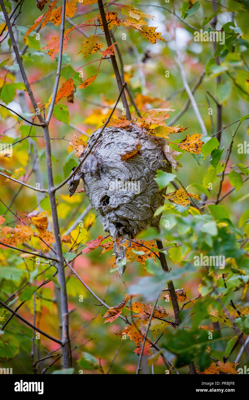 Tree branch beehive hi-res stock photography and images - Alamy
