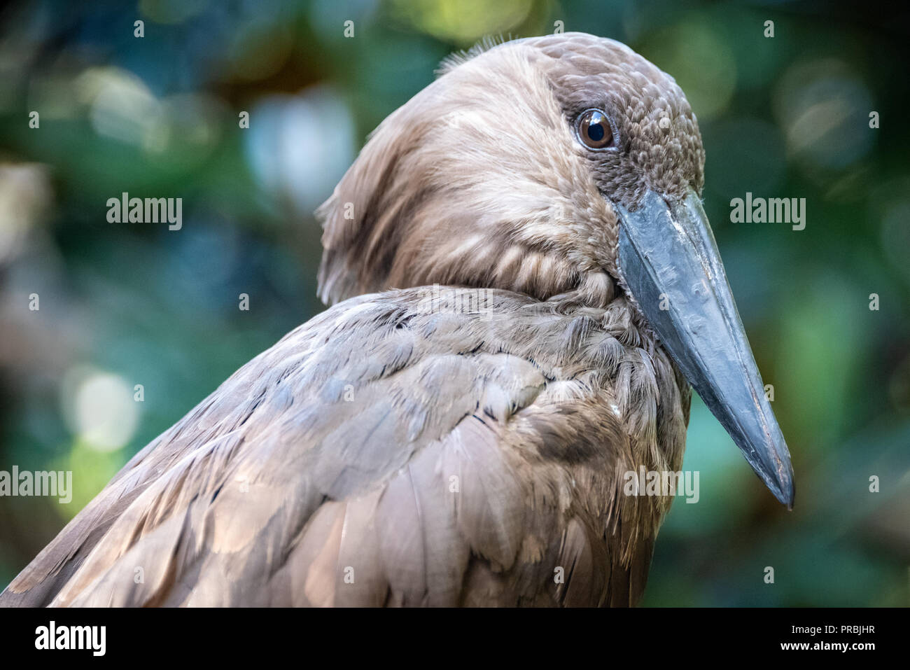 Zoo atlanta aviary bird hi-res stock photography and images - Alamy