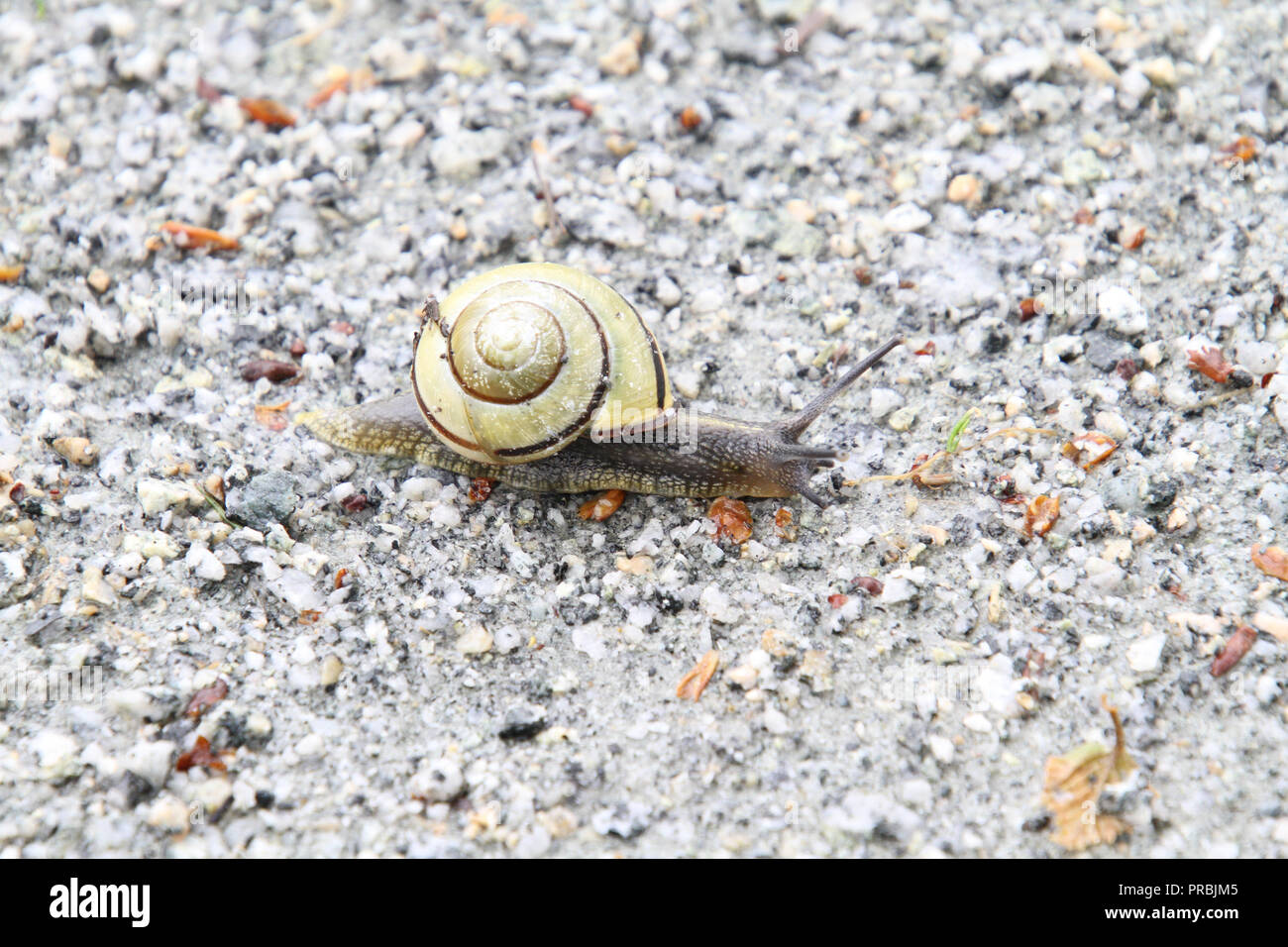 A closeup of a snail travelling on a fine gravel trail with bits of ...
