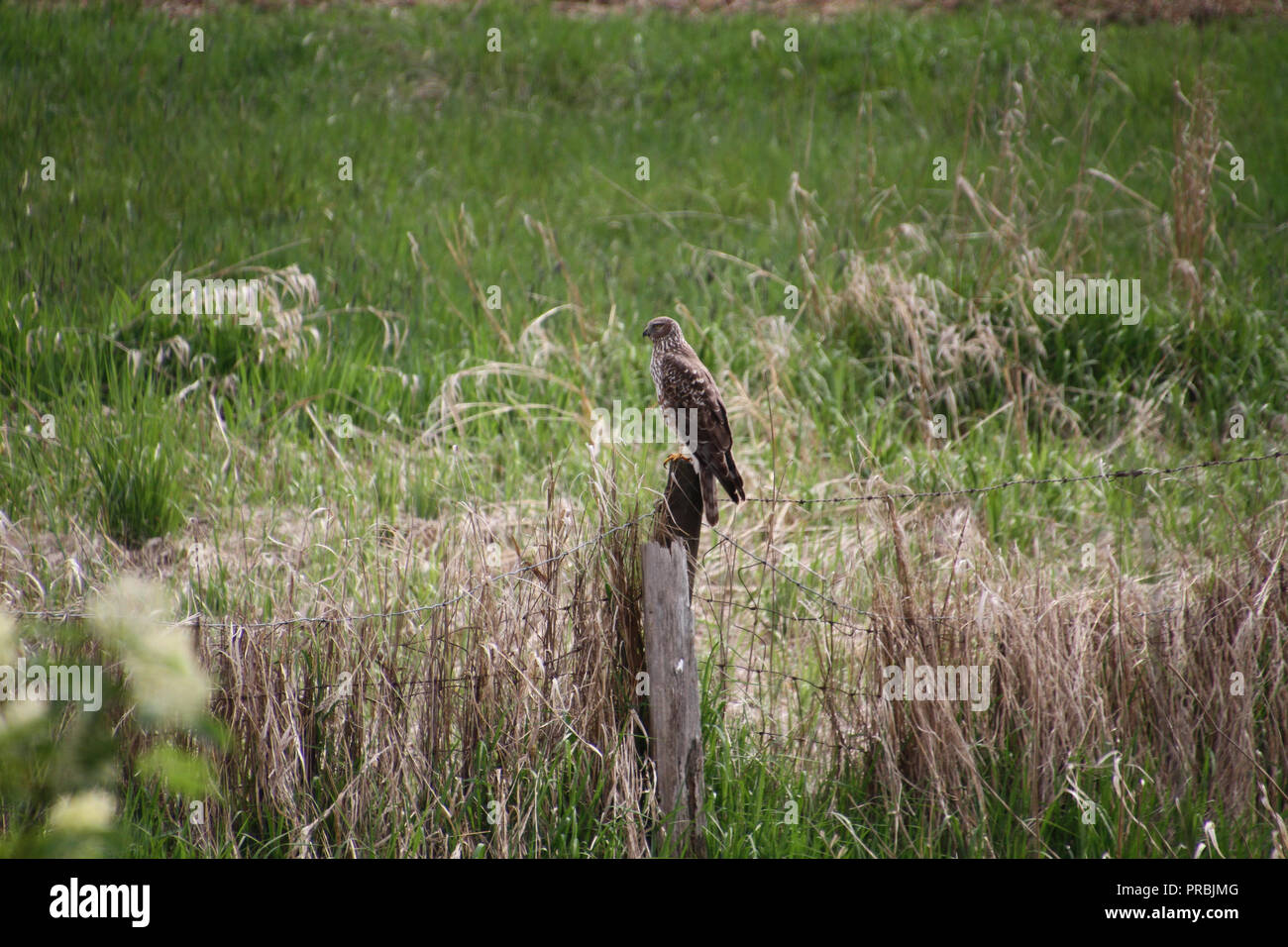 Red tailed hawk perched hi-res stock photography and images - Alamy