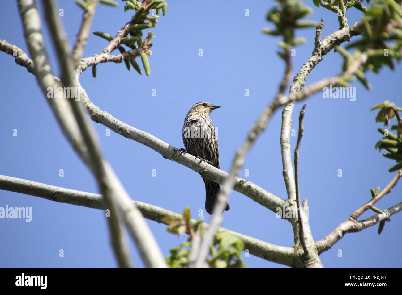 Lark Tree Stock Photos & Lark Tree Stock Images - Alamy