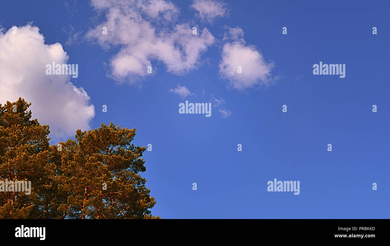 Tops of tree pine in sky with clouds Stock Photo - Alamy