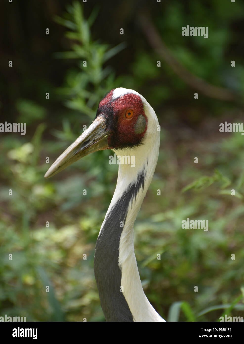 Close up look at a white naped crane in the wild Stock Photo - Alamy