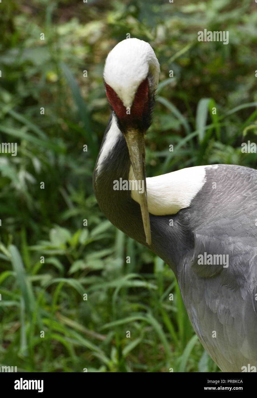 Marsh with a wild white naped crane posing Stock Photo - Alamy