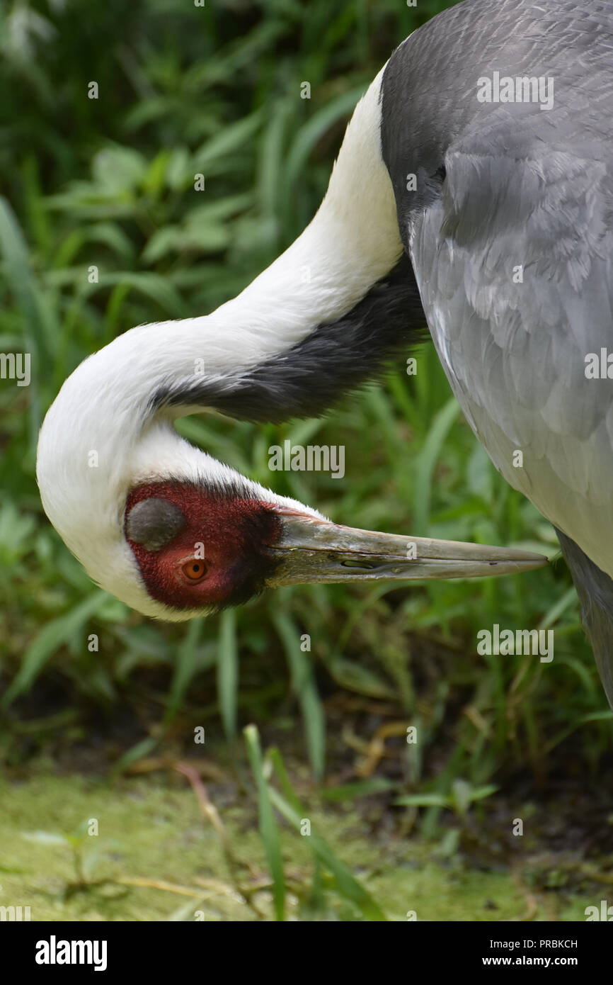 Close up look at a preening white naped crane Stock Photo - Alamy