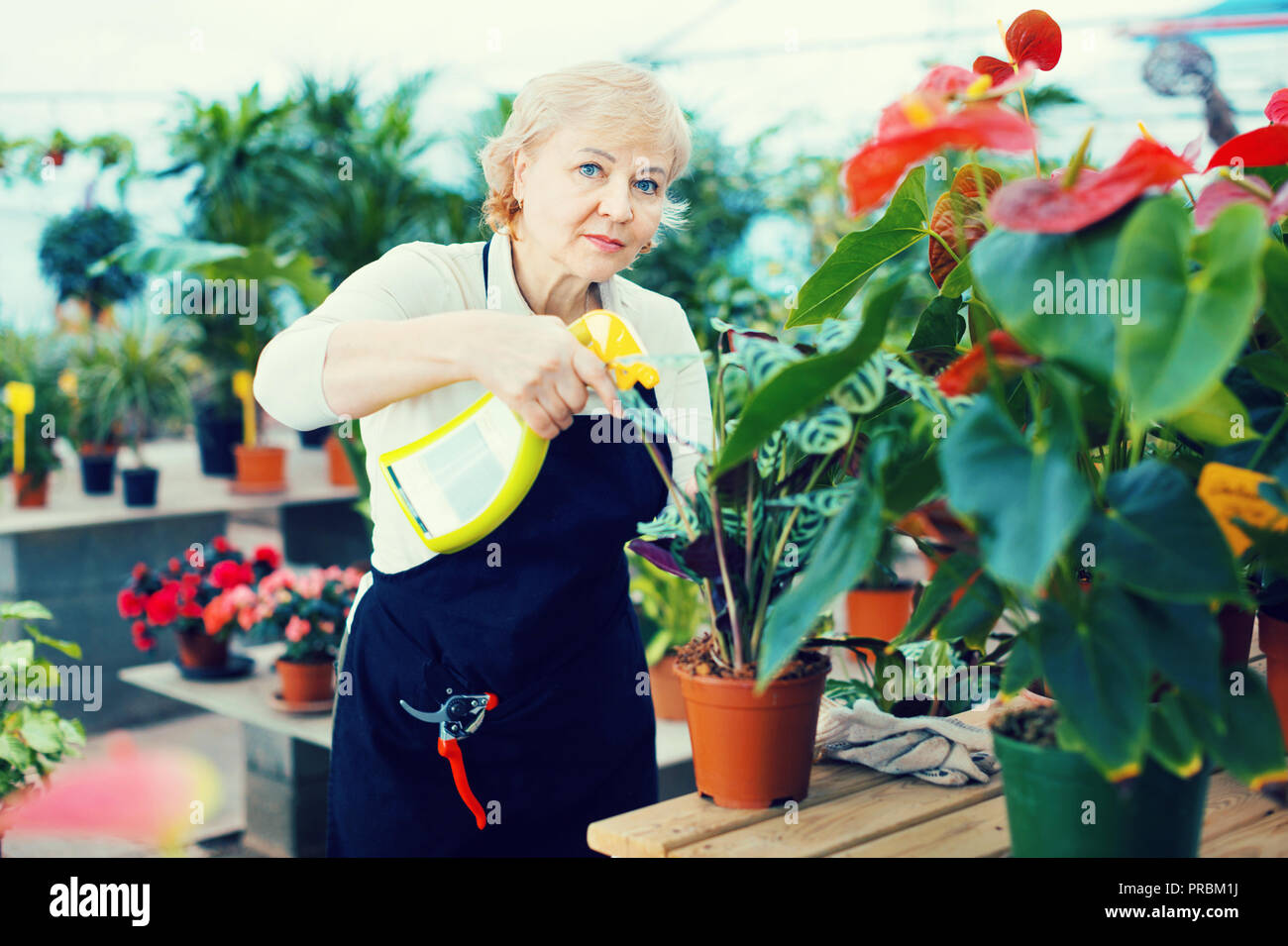Adult diligent efficient female gardener is processing flowers with ...