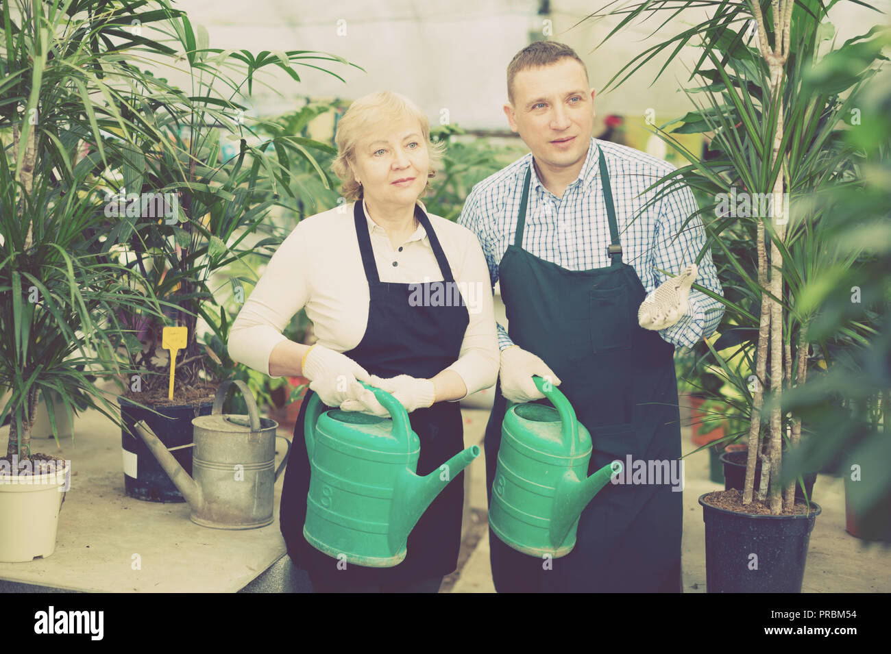 Two gardener are taking care of flowers and watered it in orangery ...