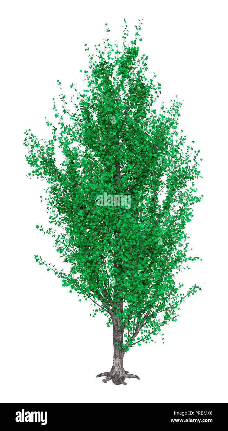 3D rendering of a green poplar tree isolated on white background Stock ...