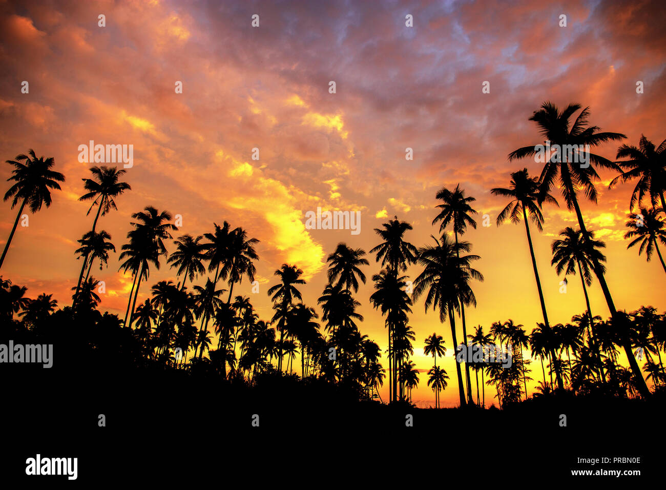 Coconut tree on beach at the sunset in summer with colorful Stock Photo ...