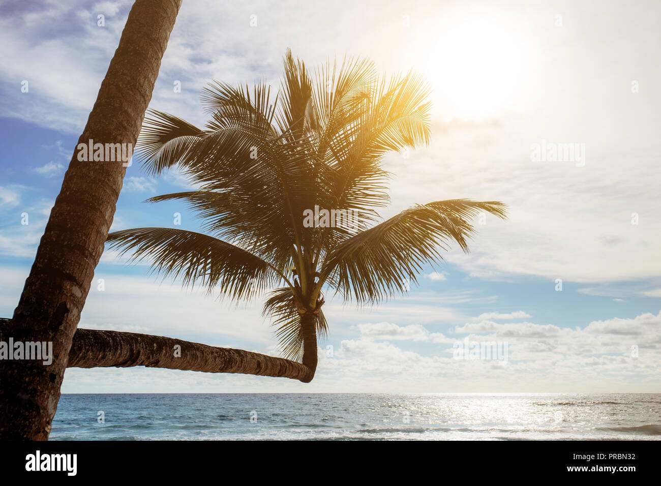 coconut tree with the sunset at sea Stock Photo - Alamy