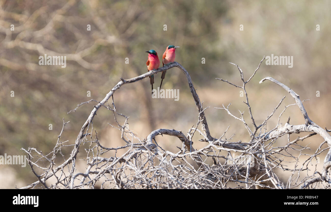 Carmine Bee eaters perched on a branch, Namibia Stock Photo - Alamy
