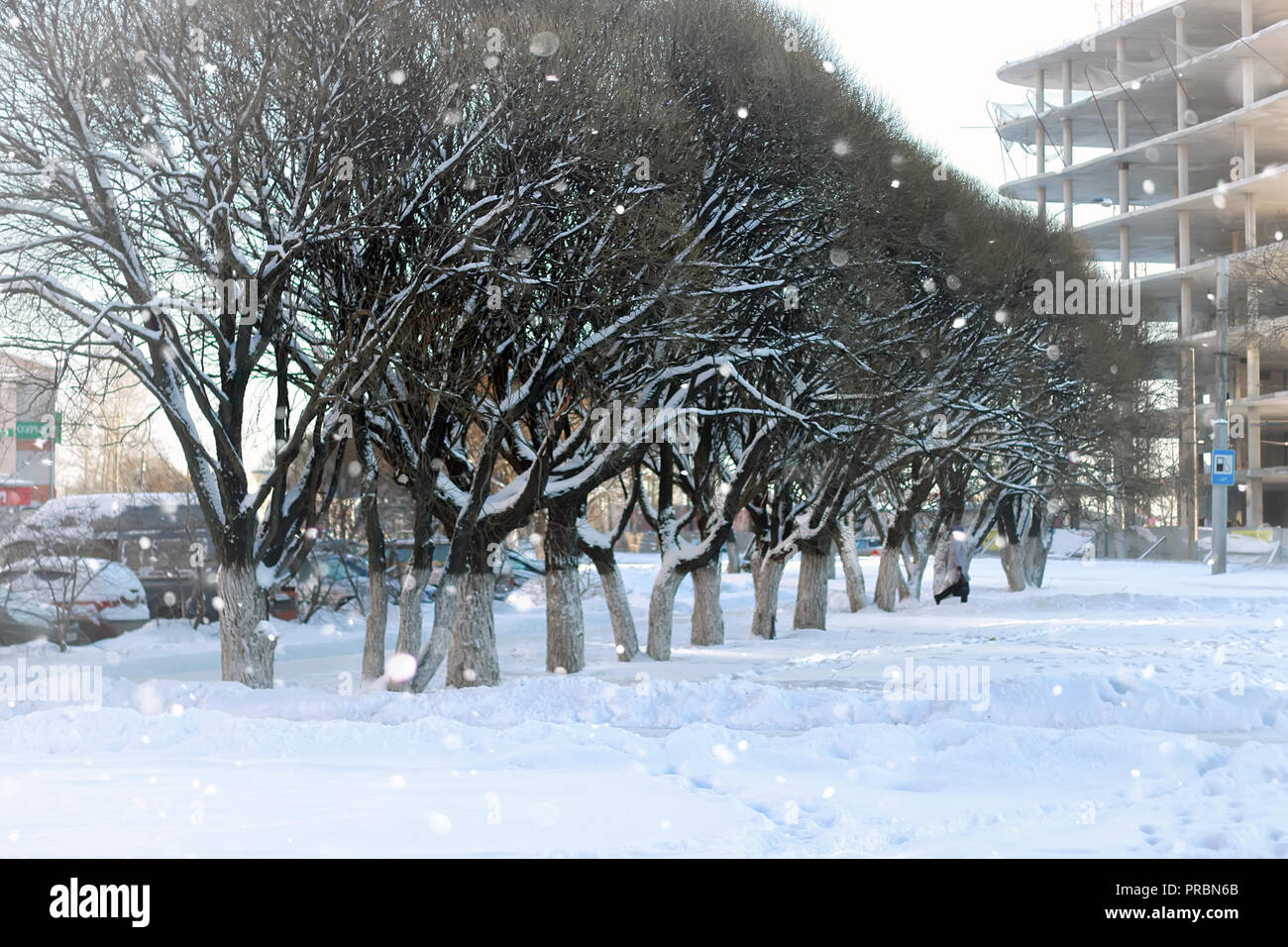 street tree wood pedestrian winter Stock Photo - Alamy